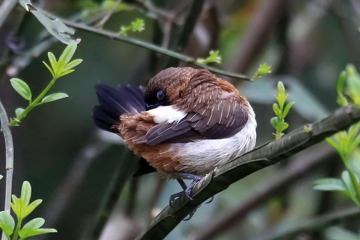 白腰文鸟随拍-中关村在线摄影论坛