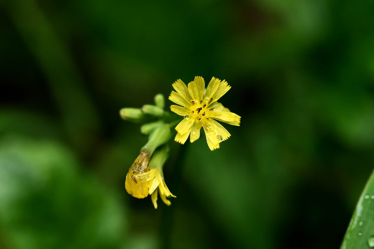 听说这叫中华小苦荬，不知对不？-中关村在线摄影论坛