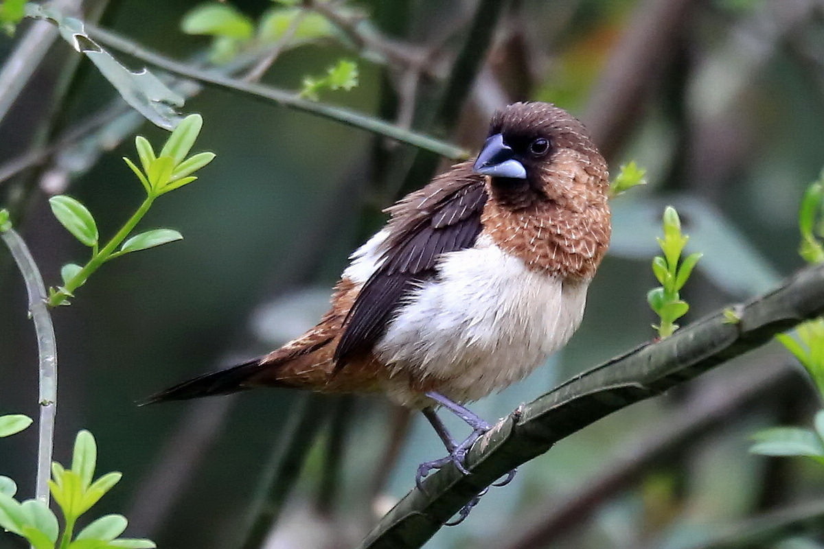 白腰文鸟随拍-中关村在线摄影论坛
