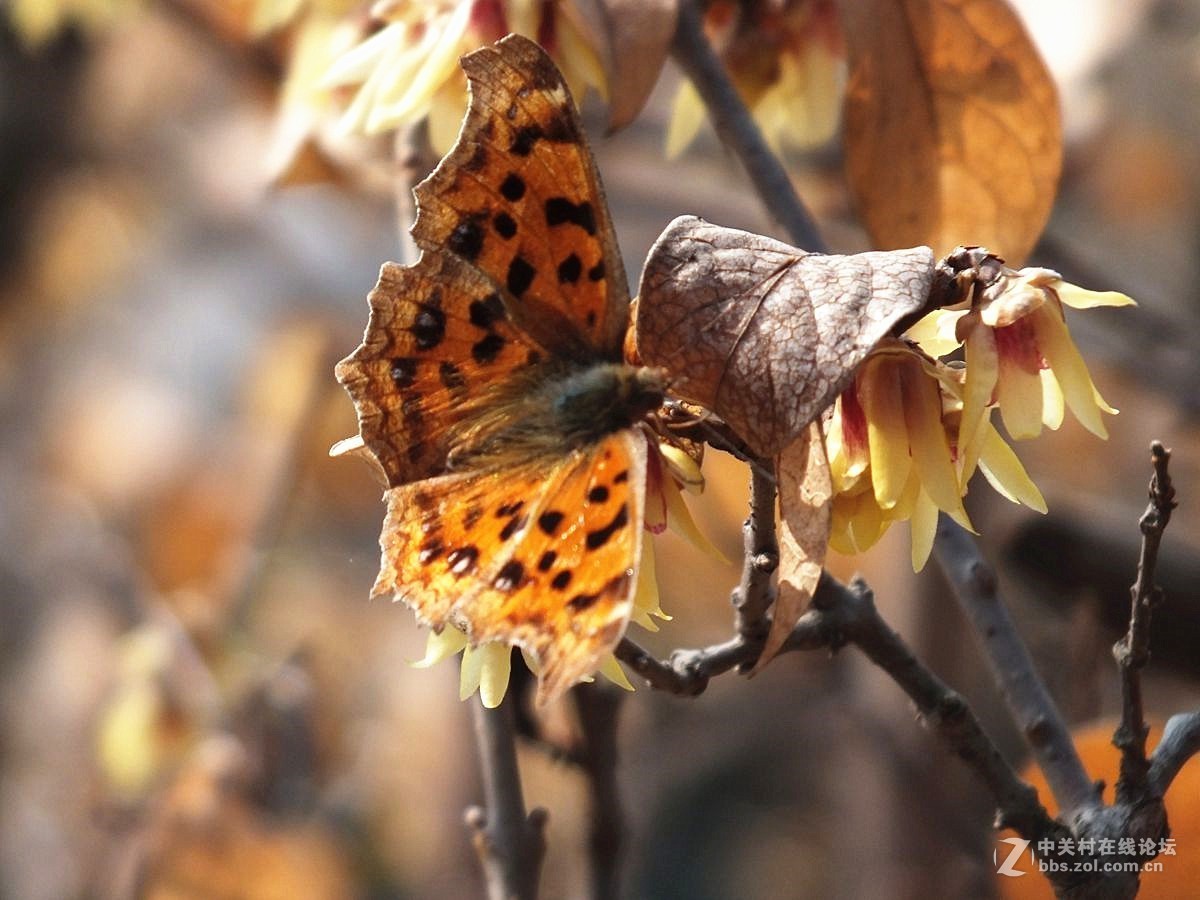 『腊梅飘香』123...12P-中关村在线摄影论坛