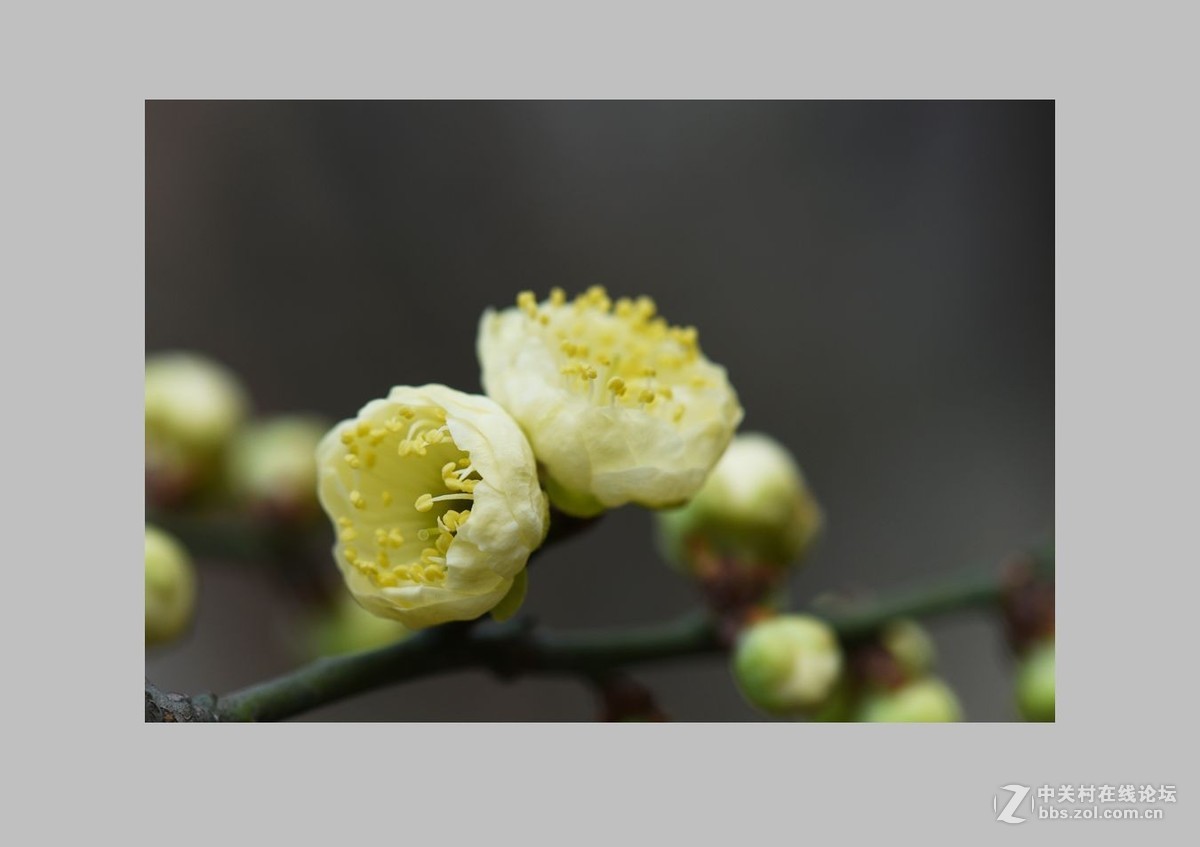 梅（6）-中关村在线摄影论坛