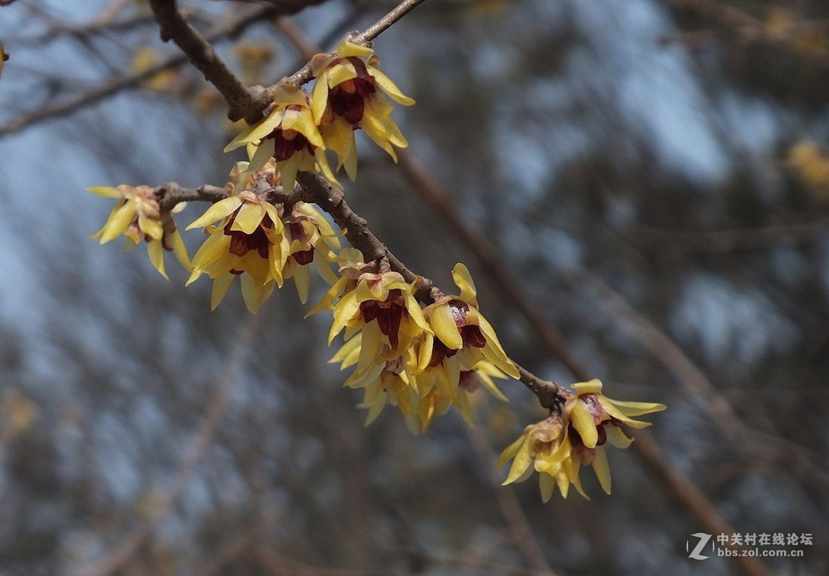 『腊梅飘香』123...12P-中关村在线摄影论坛