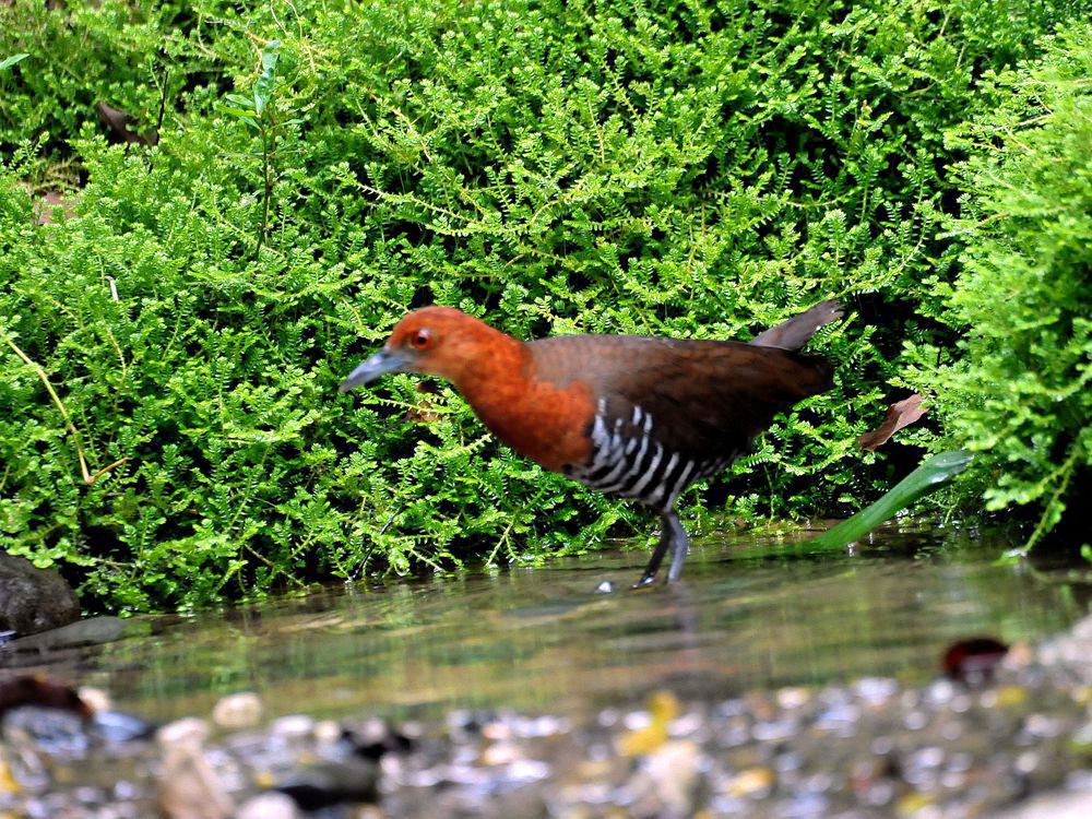白喉斑秧鸡-中关村在线摄影论坛