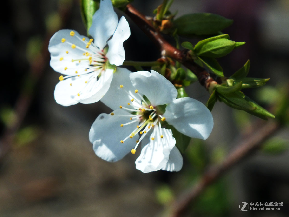 李子花-中关村在线摄影论坛
