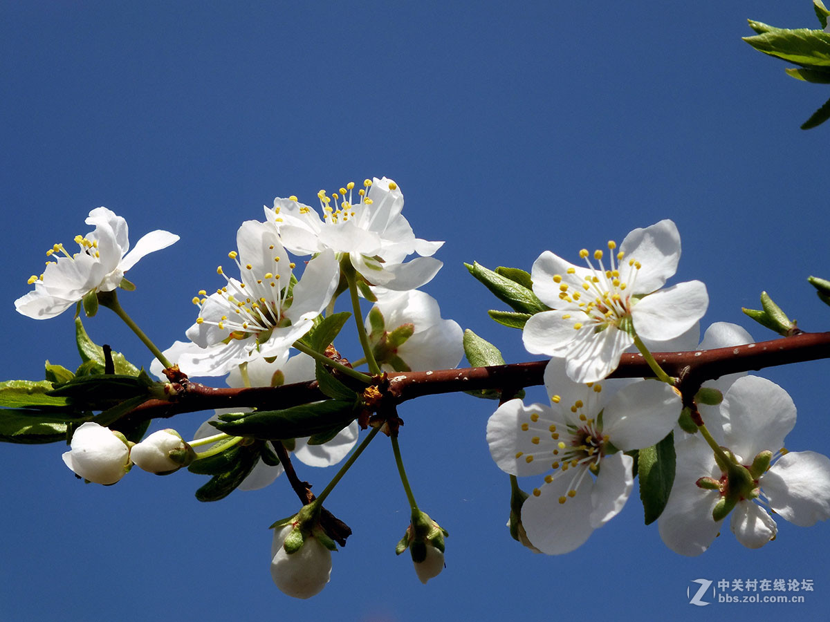 李子花-中关村在线摄影论坛