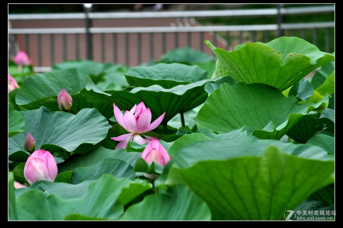 荷花一组-中关村在线摄影论坛