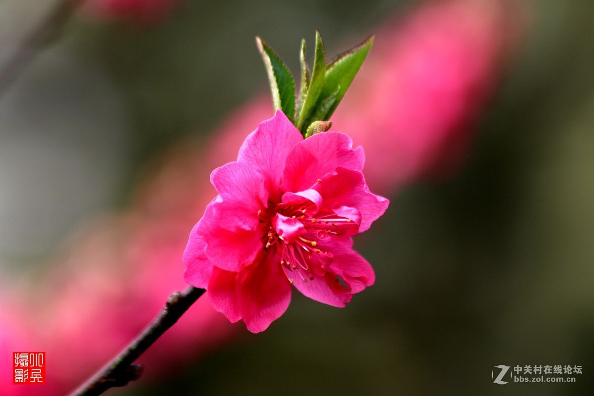 015年051——桃花（三）-中关村在线摄影论坛