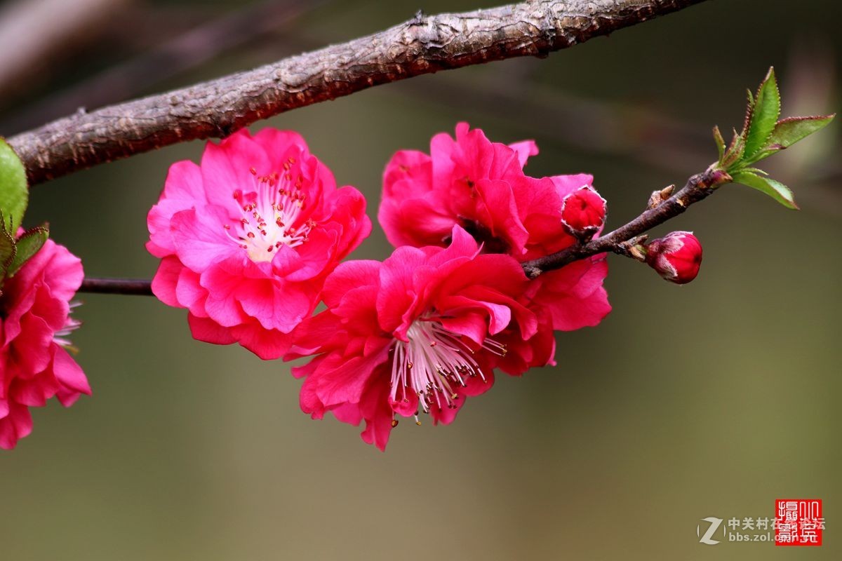 015年051——桃花（三）-中关村在线摄影论坛