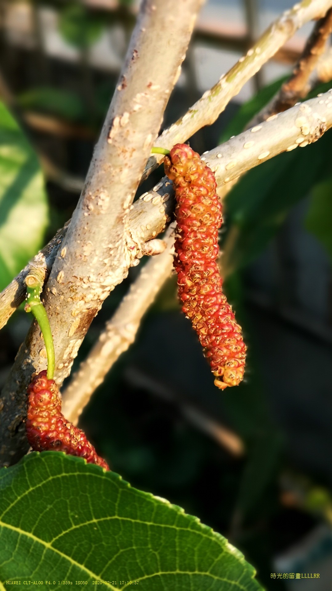 桑果红了-中关村在线摄影论坛