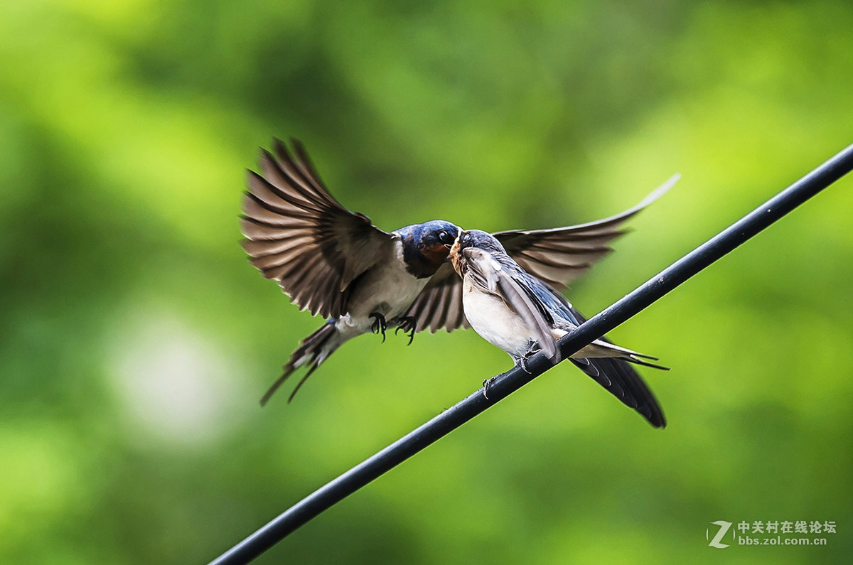 哺育情深-中关村在线摄影论坛