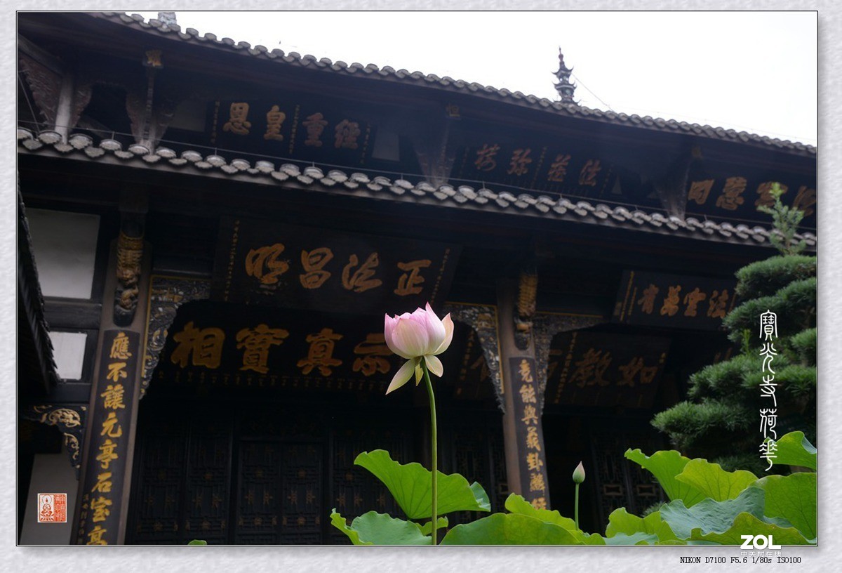 寺庙盆栽荷花-中关村在线摄影论坛