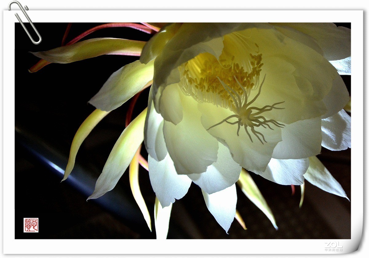 昙花一现-中关村在线摄影论坛