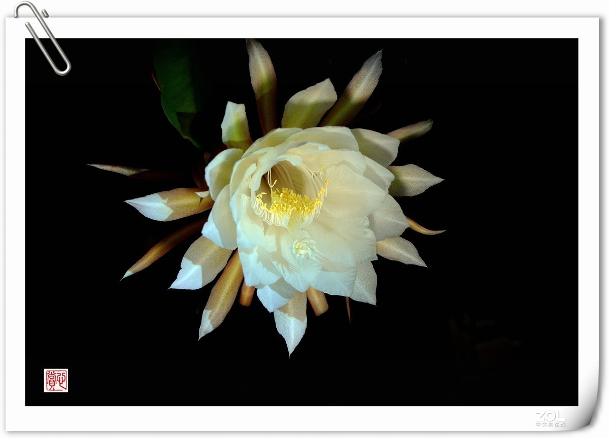 昙花一现-中关村在线摄影论坛