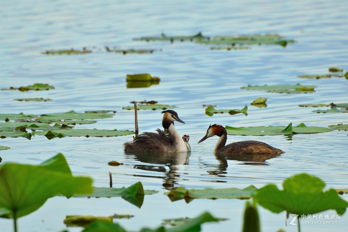 凤头鸊鷉2-中关村在线摄影论坛