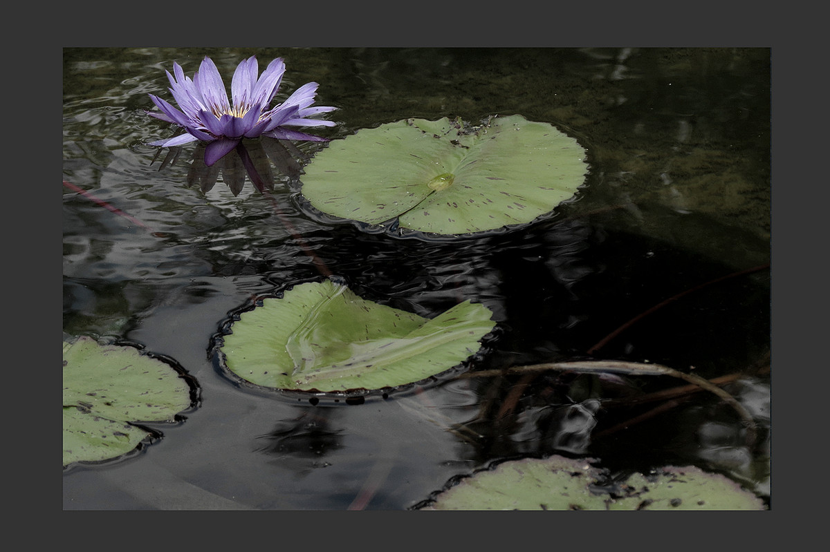 睡莲9p-中关村在线摄影论坛