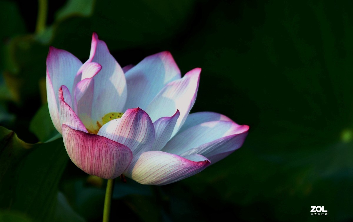 尝试特写拍荷花-中关村在线摄影论坛