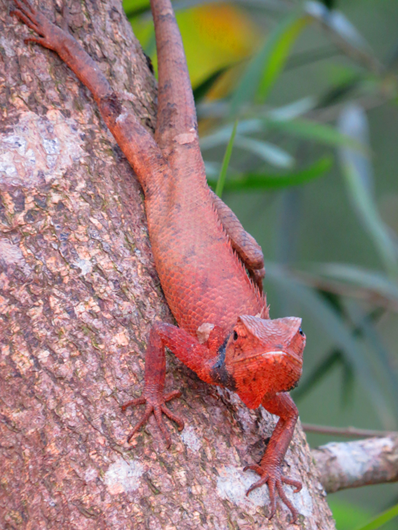 萌态树蜥 ( 雄性 · 9 )-中关村在线摄影论坛