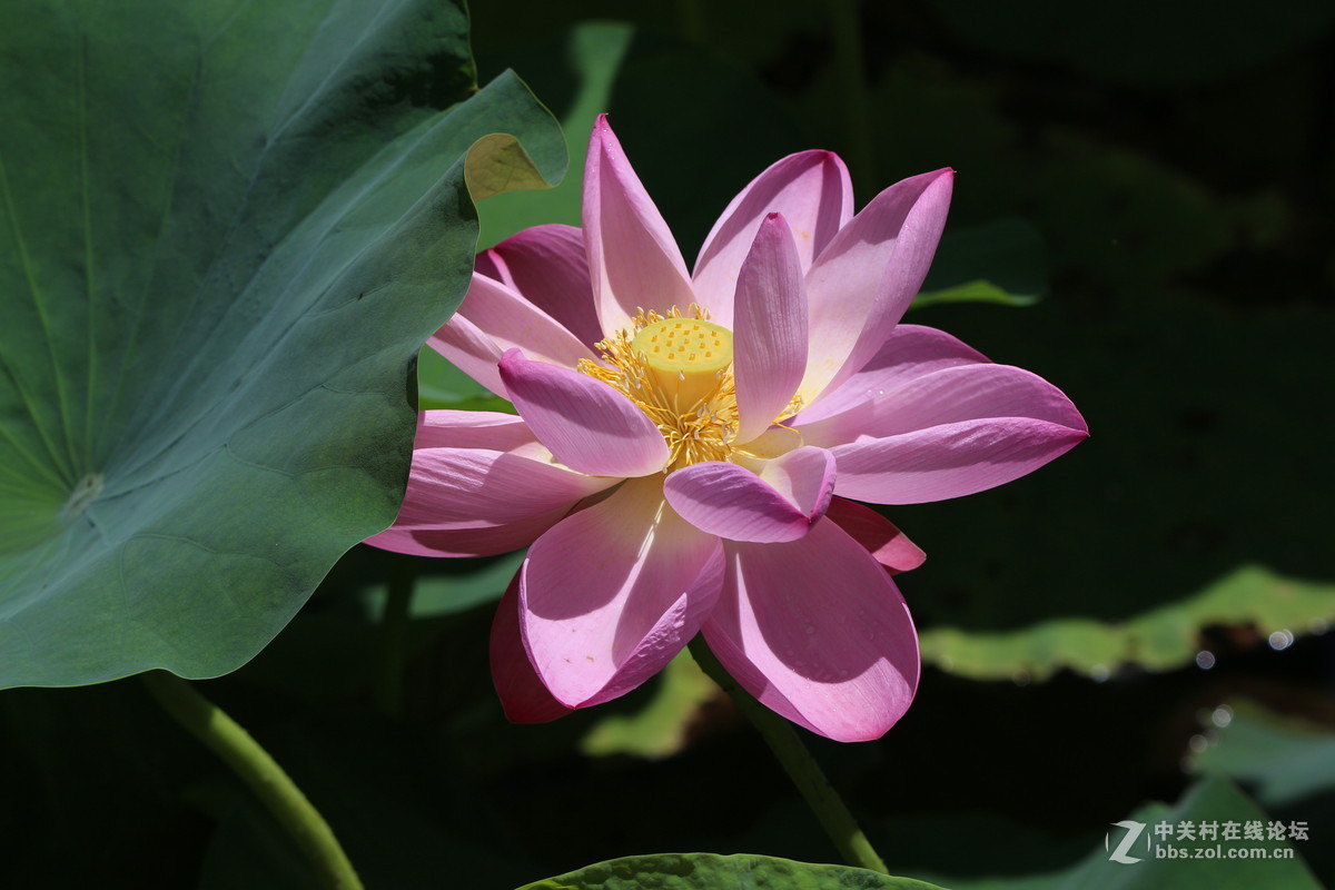 咏荷 请指正-中关村在线摄影论坛