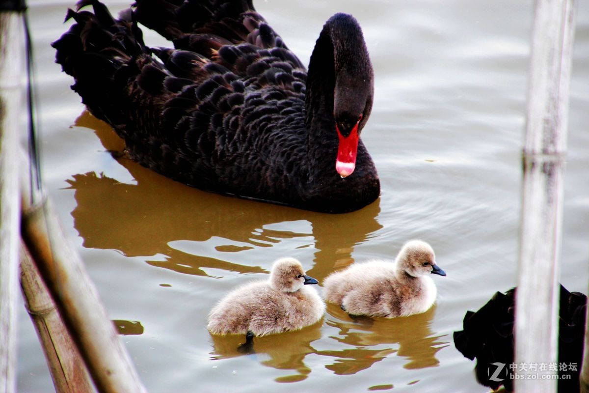 广州南沙湿地公园-中关村在线摄影论坛