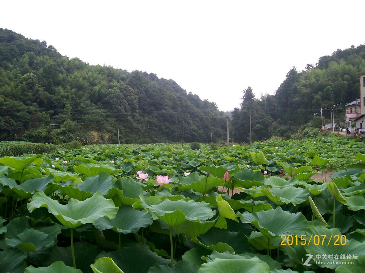 景德镇市、《荷塘乡、荷花生态园》 随意拍摄-中关村在线摄影论坛