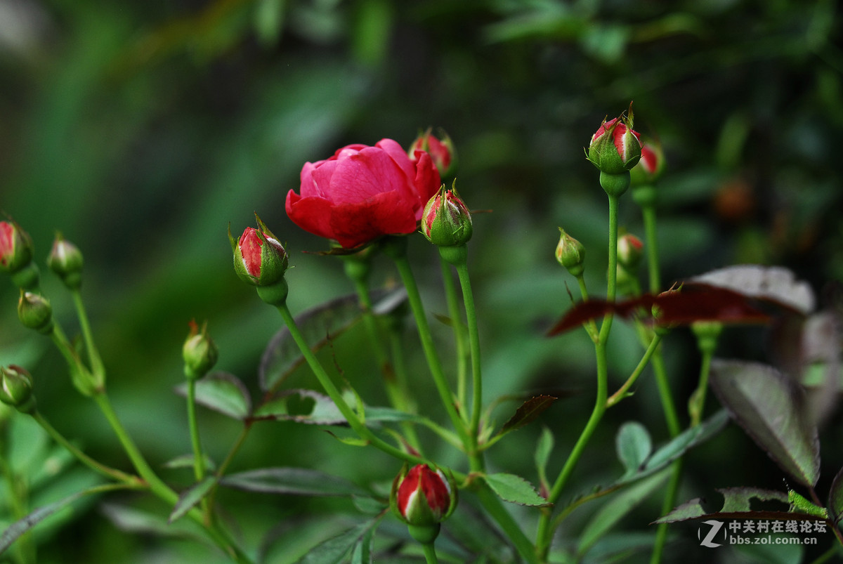 蝶恋花 之D200+AIS 35-105-中关村在线摄影论坛