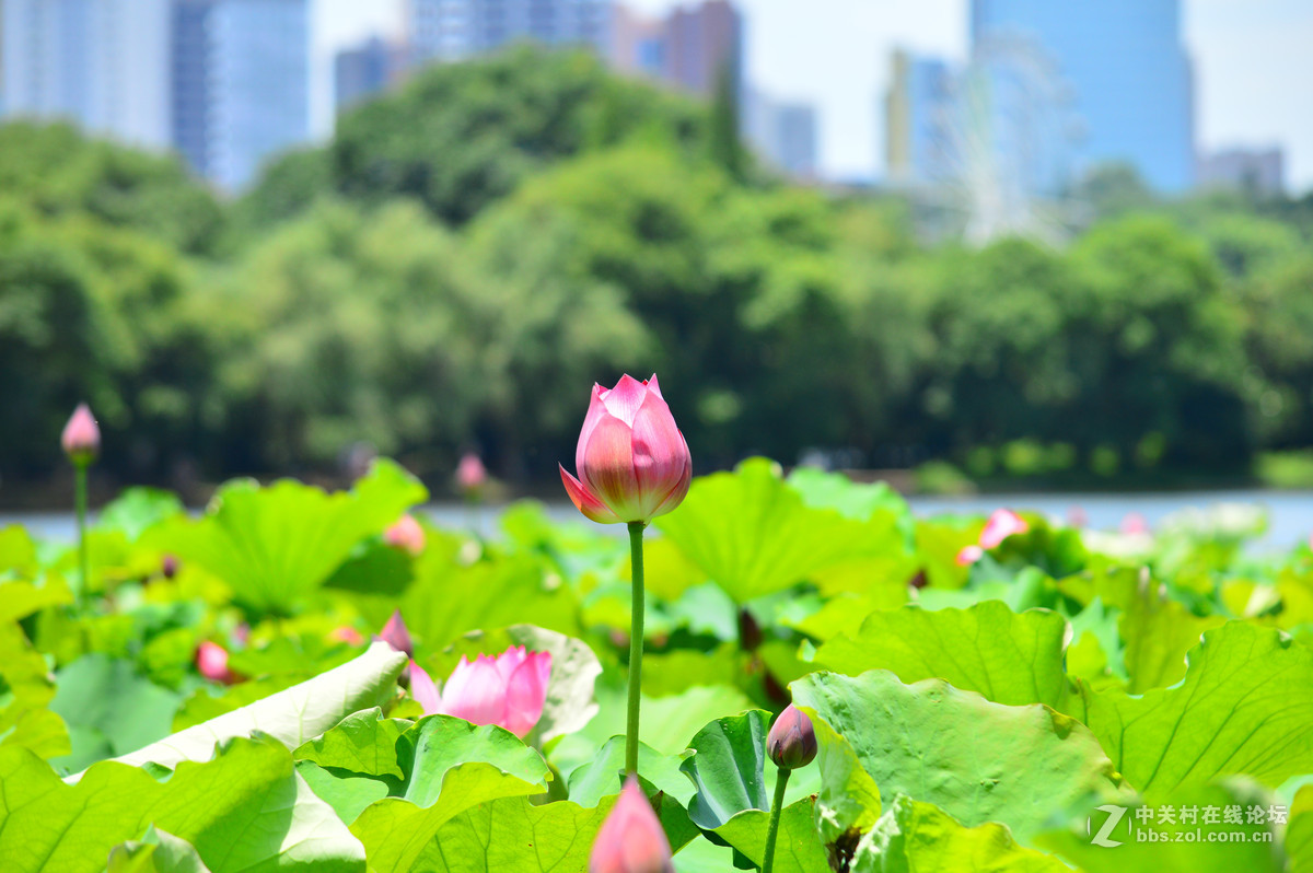 灼灼荷花瑞，亭亭出水中-中关村在线摄影论坛