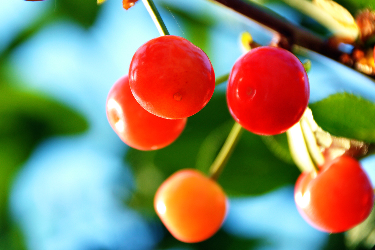 樱桃红了。。。-中关村在线摄影论坛