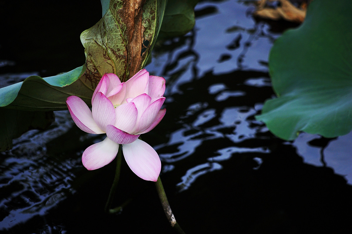 a7M2[ 配 Minolta AF 100-300 APO ][ 镜头里尝荷 ][习作]-中关村在线摄影论坛