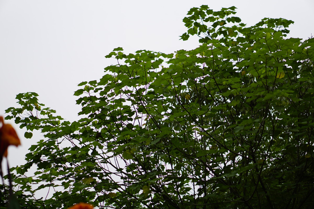 A6000 +新入 E50 1.8-中关村在线摄影论坛