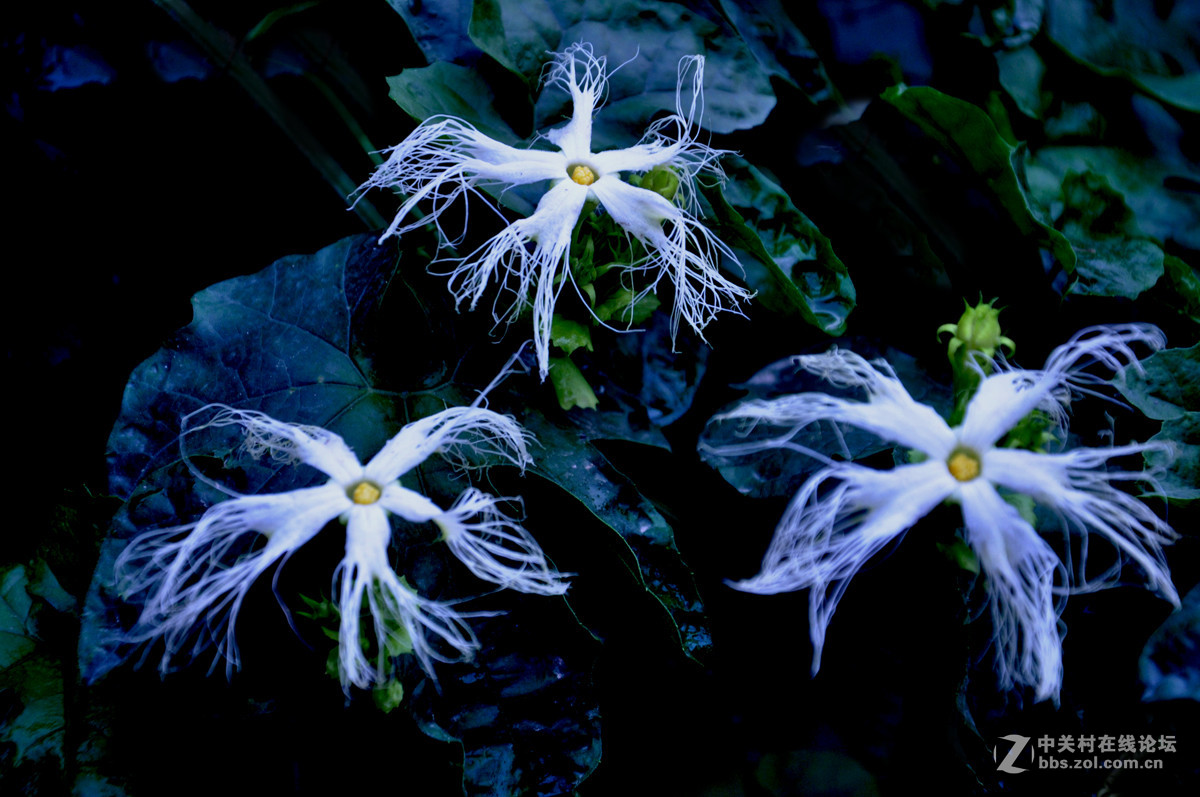 瓜篓花 15,7,22-中关村在线摄影论坛