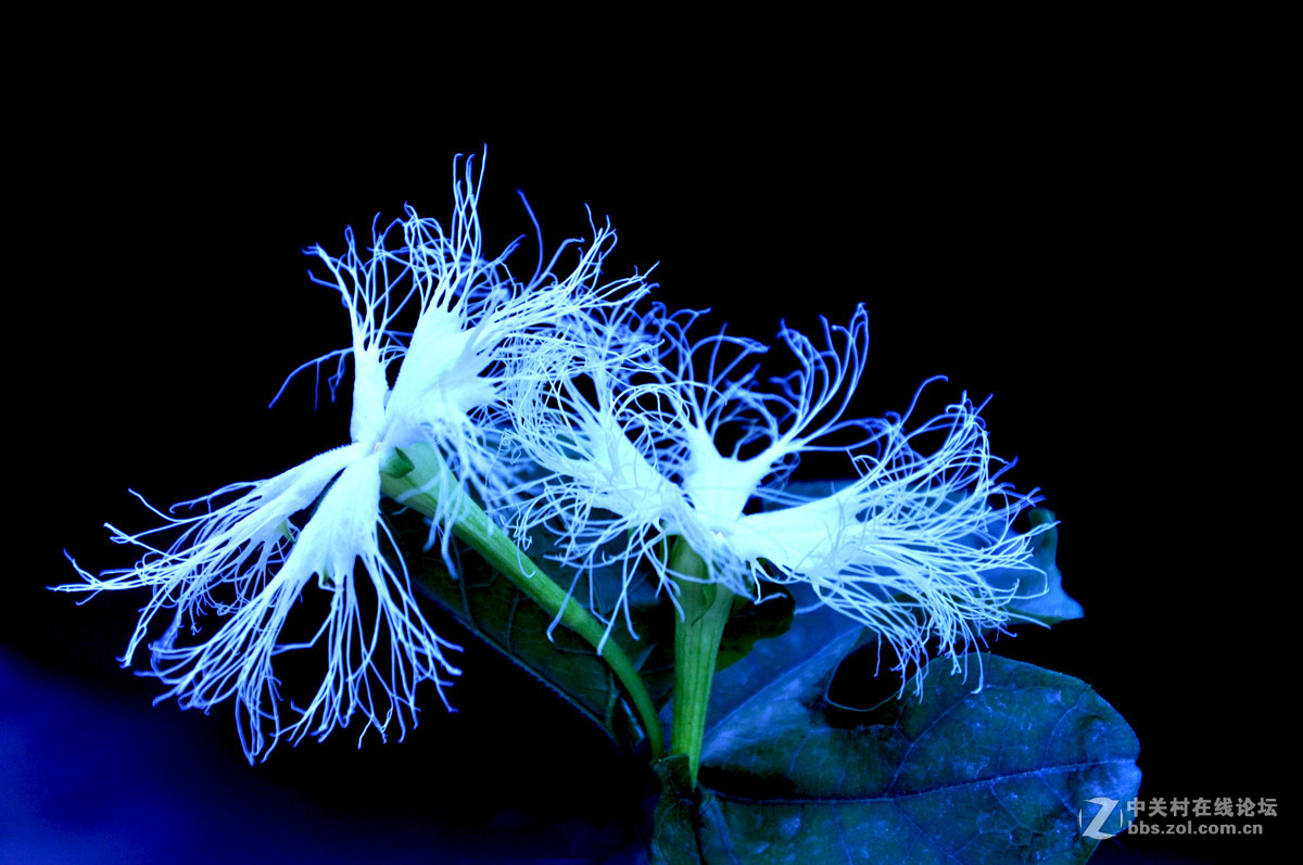 瓜篓花 15,7,22-中关村在线摄影论坛