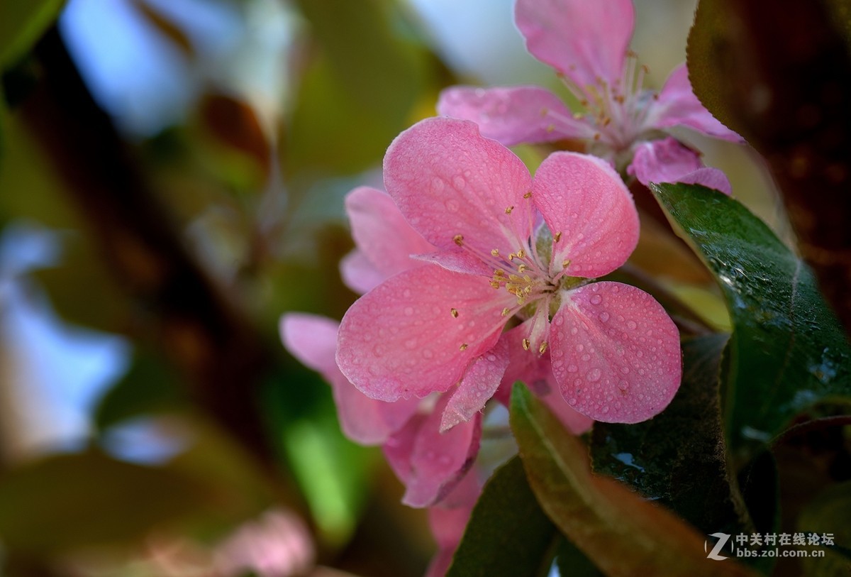 红叶李-中关村在线摄影论坛