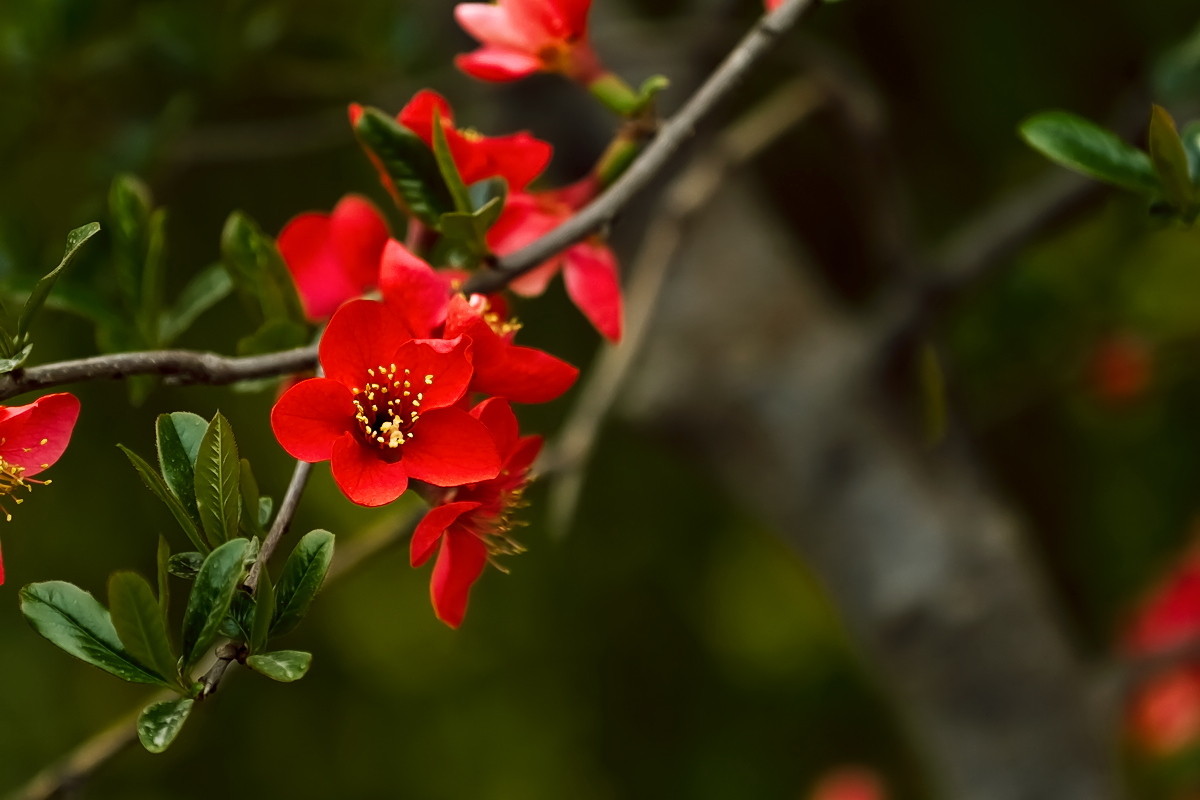 木瓜海橖……-中关村在线摄影论坛