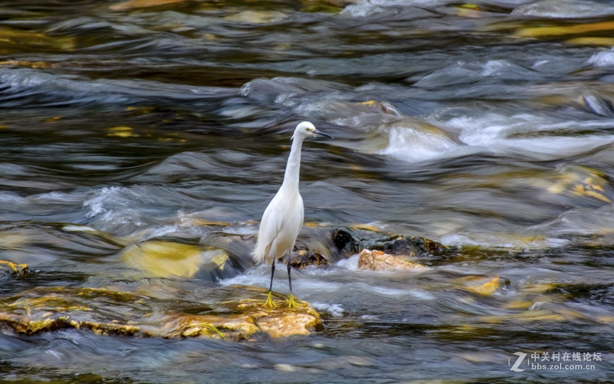 慢门流水白鹭（三）-中关村在线摄影论坛
