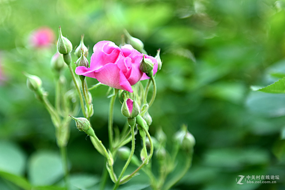 可爱的花蕾-中关村在线摄影论坛