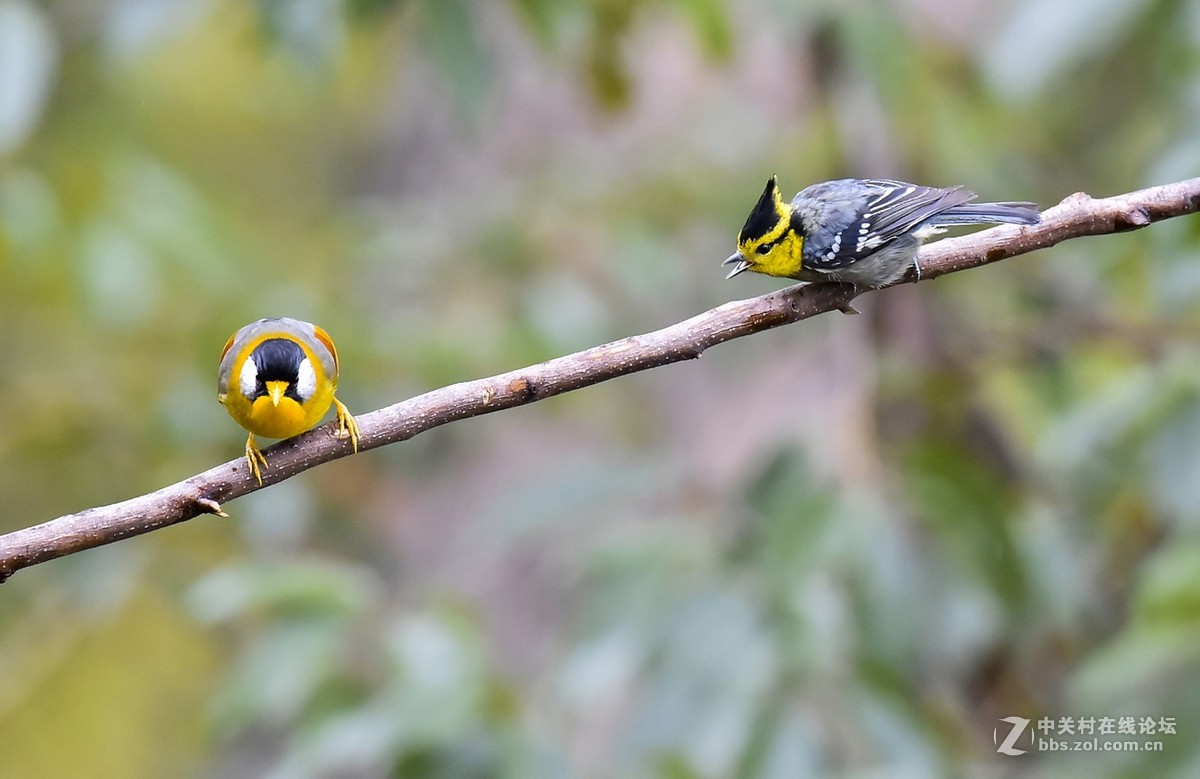 银耳相思PK黄颊山雀-中关村在线摄影论坛