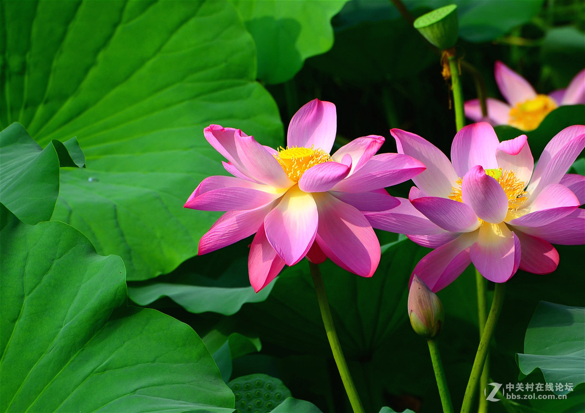 夏日荷塘随拍-中关村在线摄影论坛