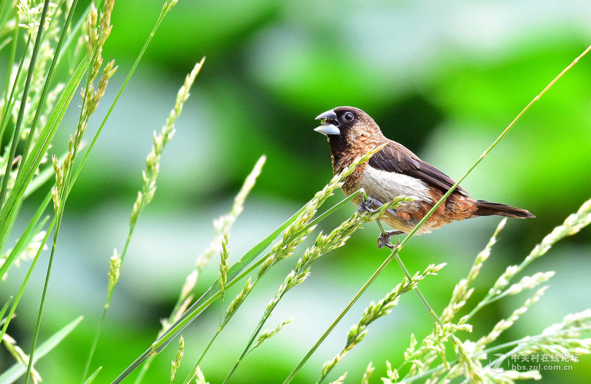 玉渊潭的白腰文鸟-中关村在线摄影论坛