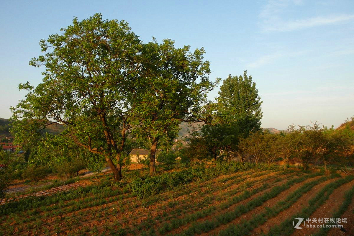 『傍晚时分』123...13P-中关村在线摄影论坛