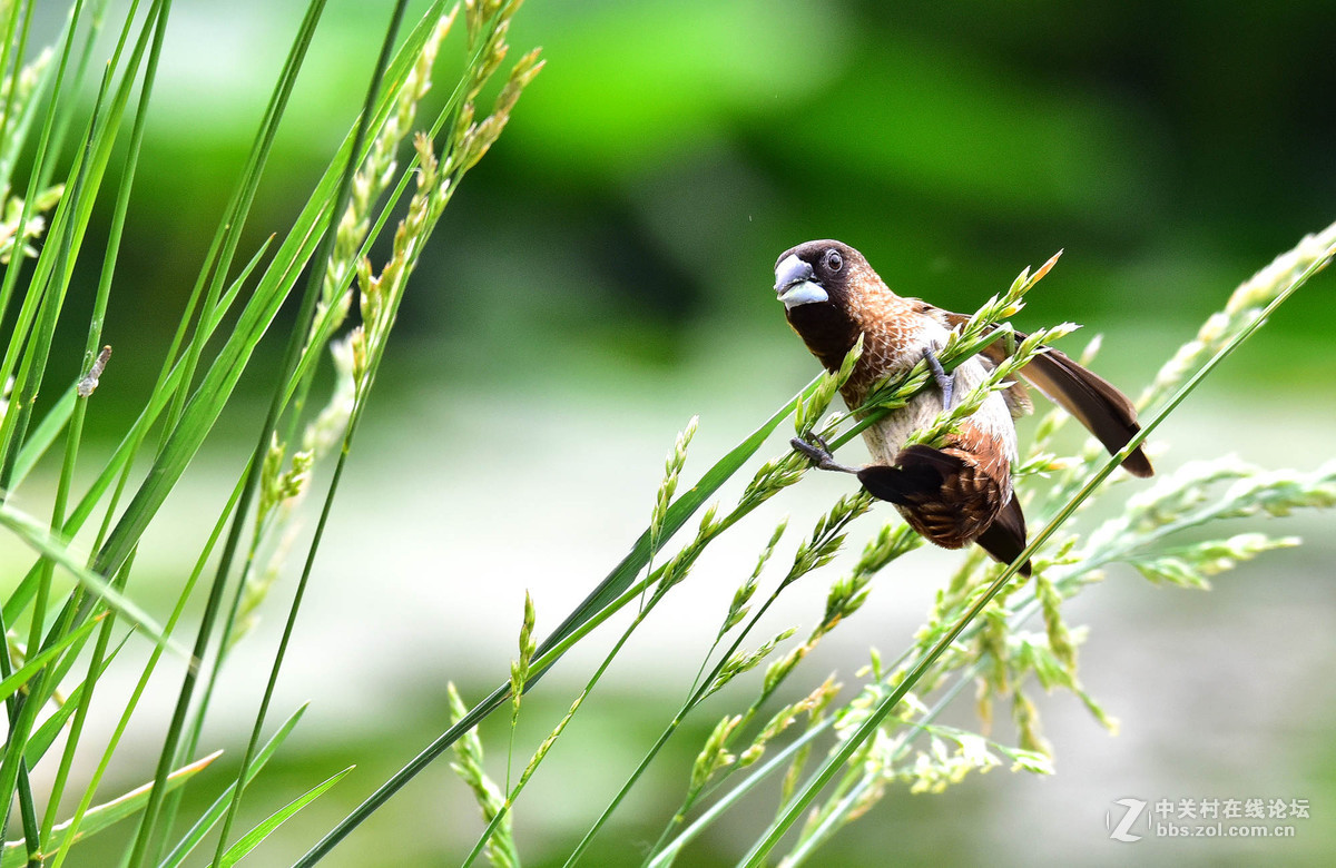 玉渊潭的白腰文鸟-中关村在线摄影论坛