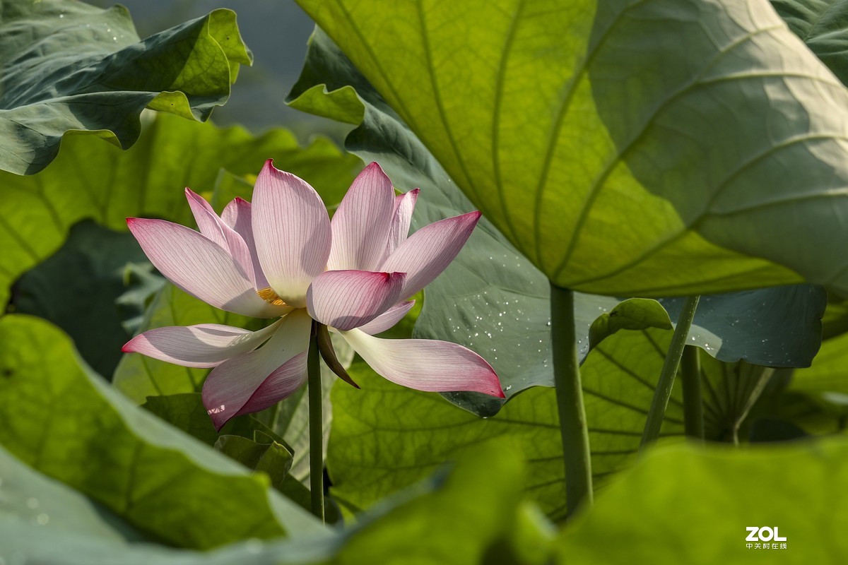 荷花-中关村在线摄影论坛