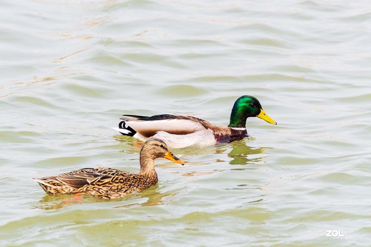 丝绸古道兰州黄河段-中关村在线摄影论坛