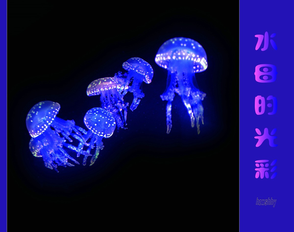 水母的光彩（201936）-中关村在线摄影论坛