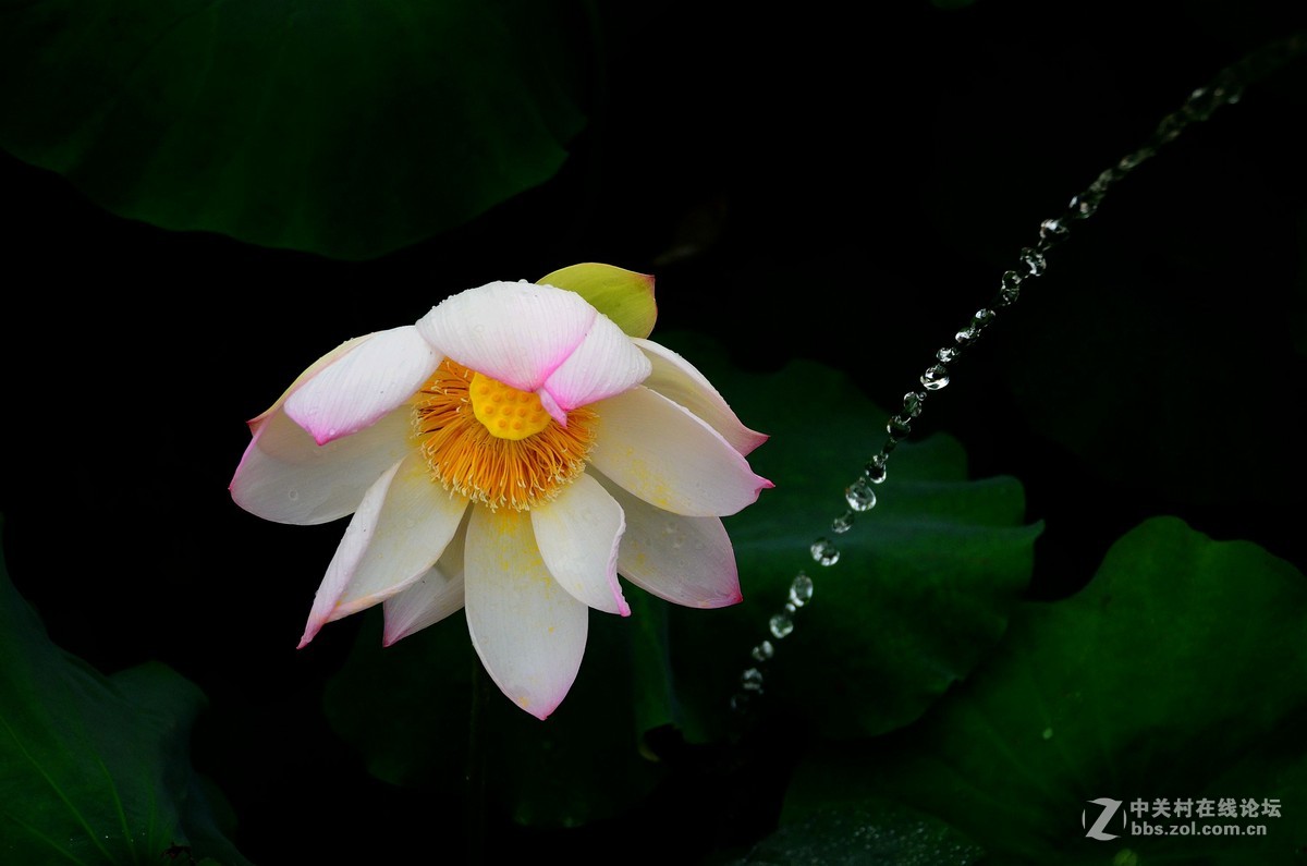 一组高县荷花，请多多指教-中关村在线摄影论坛