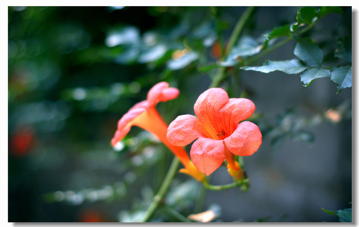 50-1.8拍凌霄花-中关村在线摄影论坛