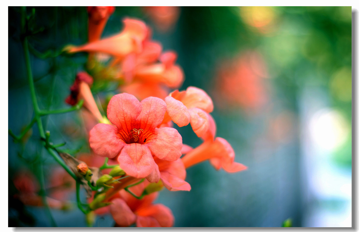 50-1.8拍凌霄花-中关村在线摄影论坛