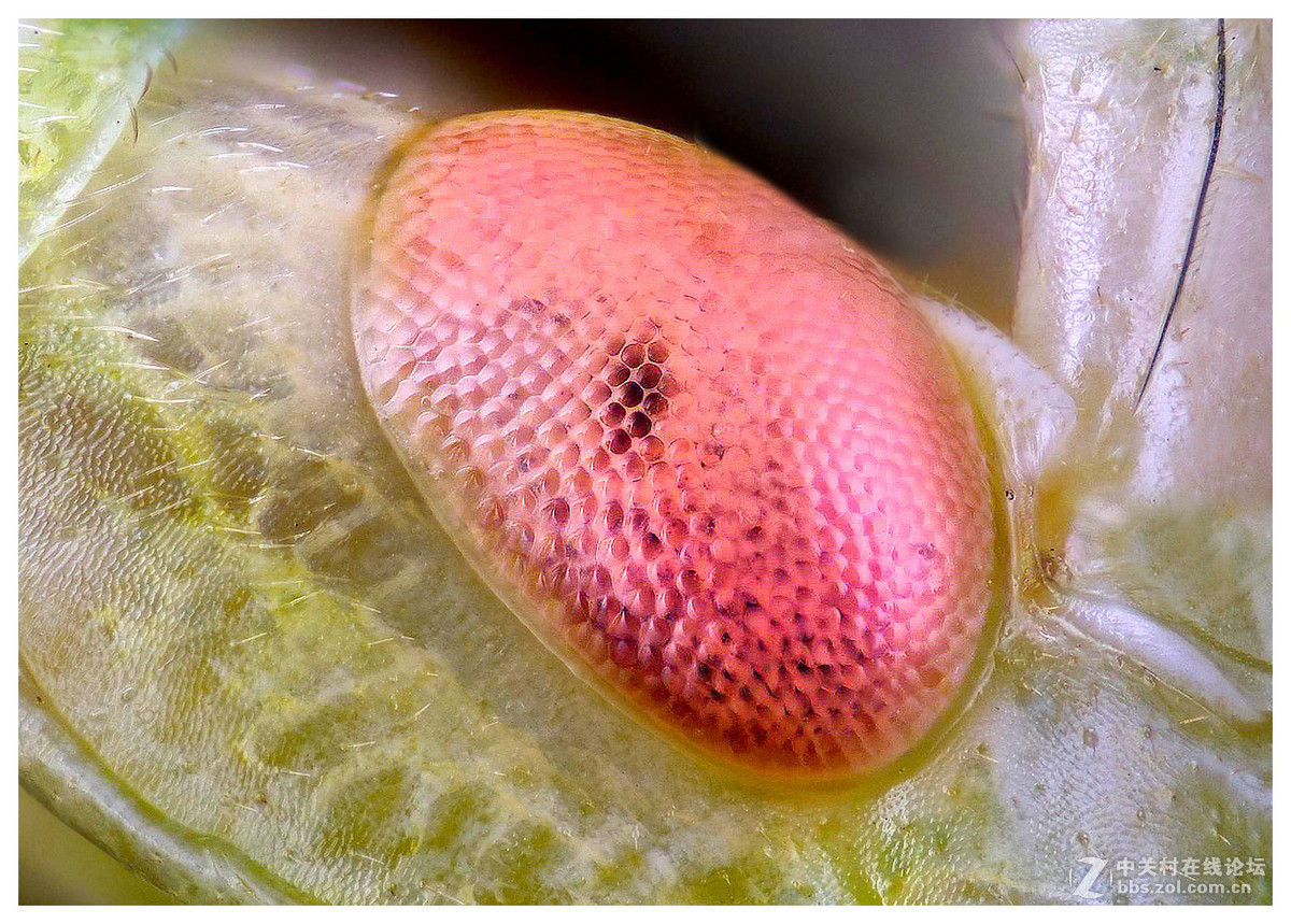 虫虫表情秀-中关村在线摄影论坛