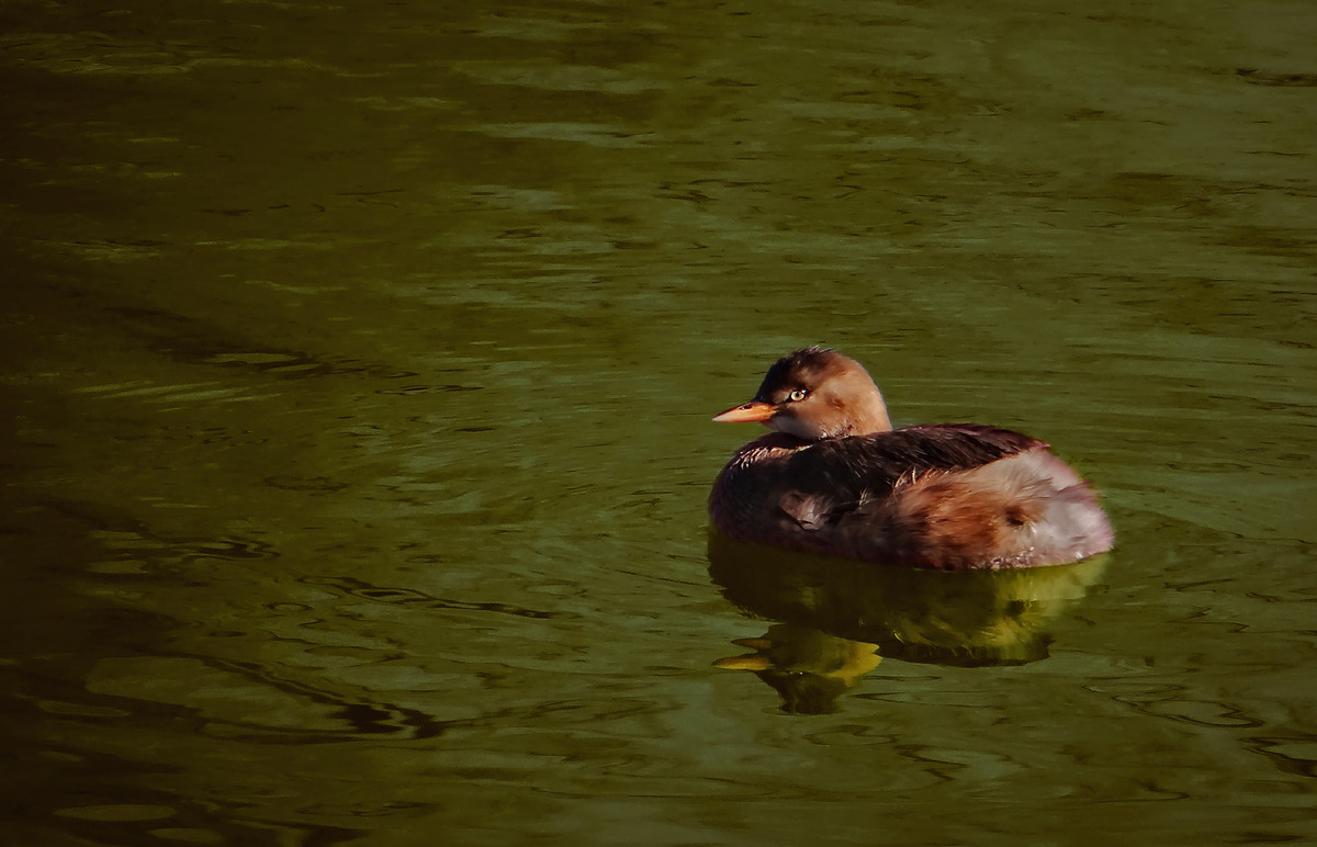 尼康D7100+70-300VR VS 索尼HX200 打鸟】-中关村在线摄影论坛