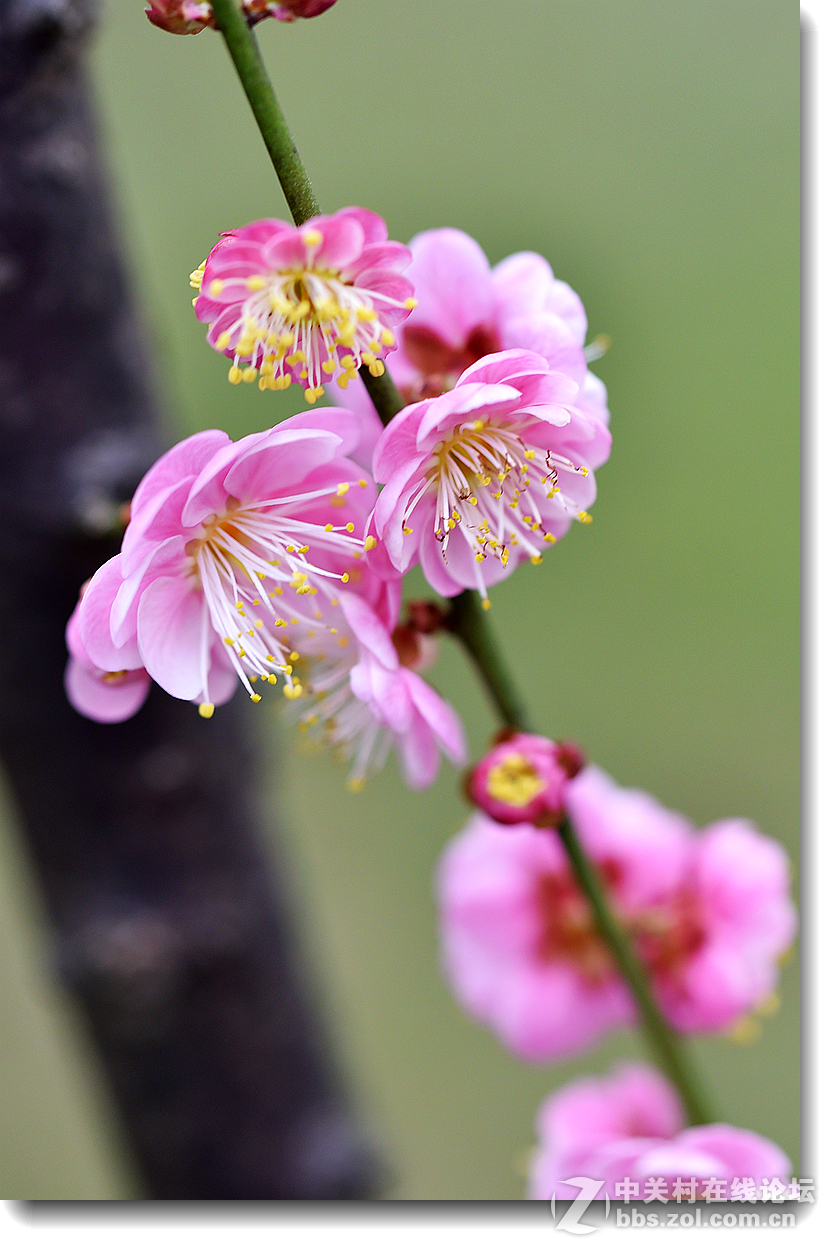 梅花两三枝-中关村在线摄影论坛