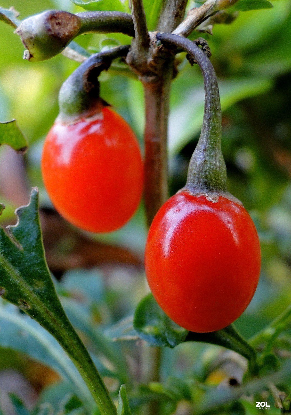 花卉（38）-中关村在线摄影论坛